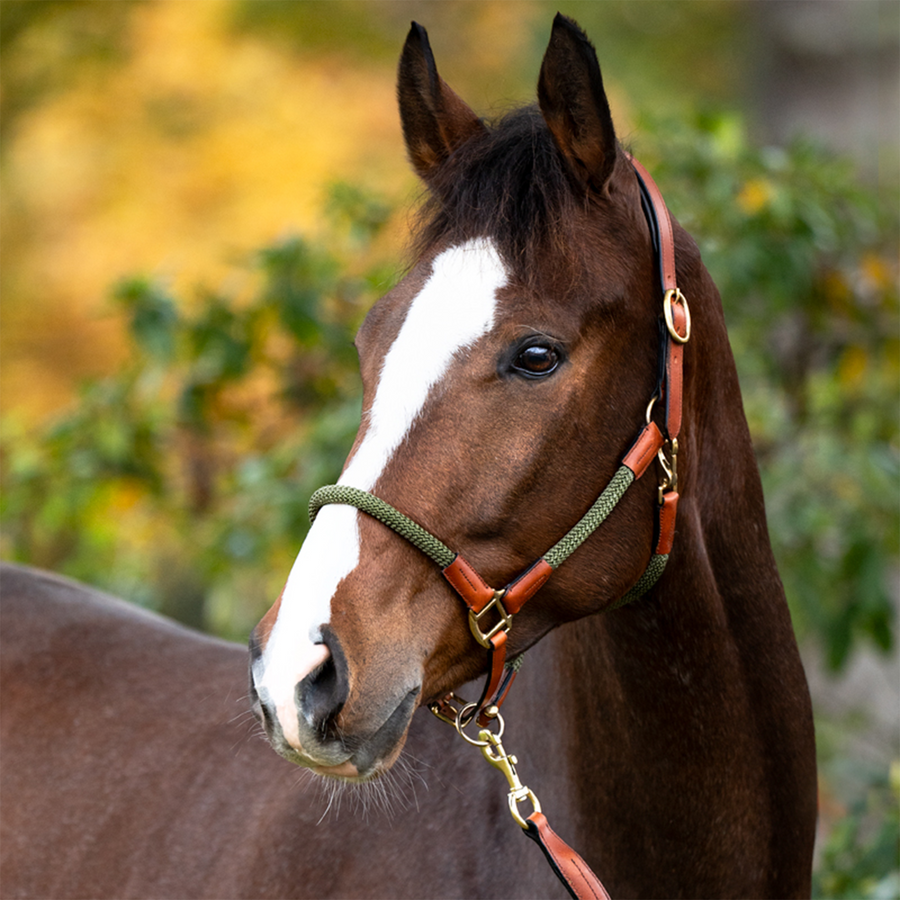 Halters & Lead Lines – Dapper Horse