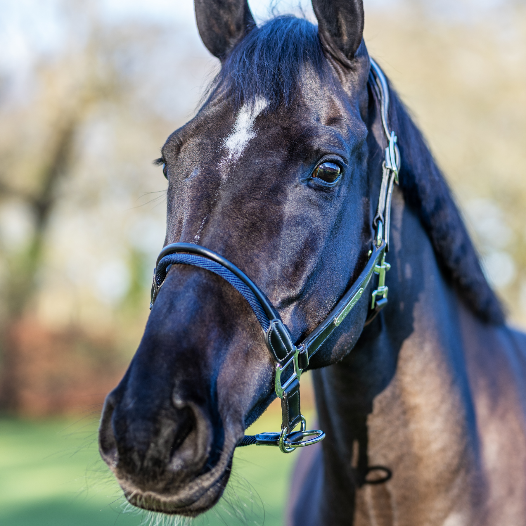 LeMieux Rope Control Halter, Brown – Dapper Horse